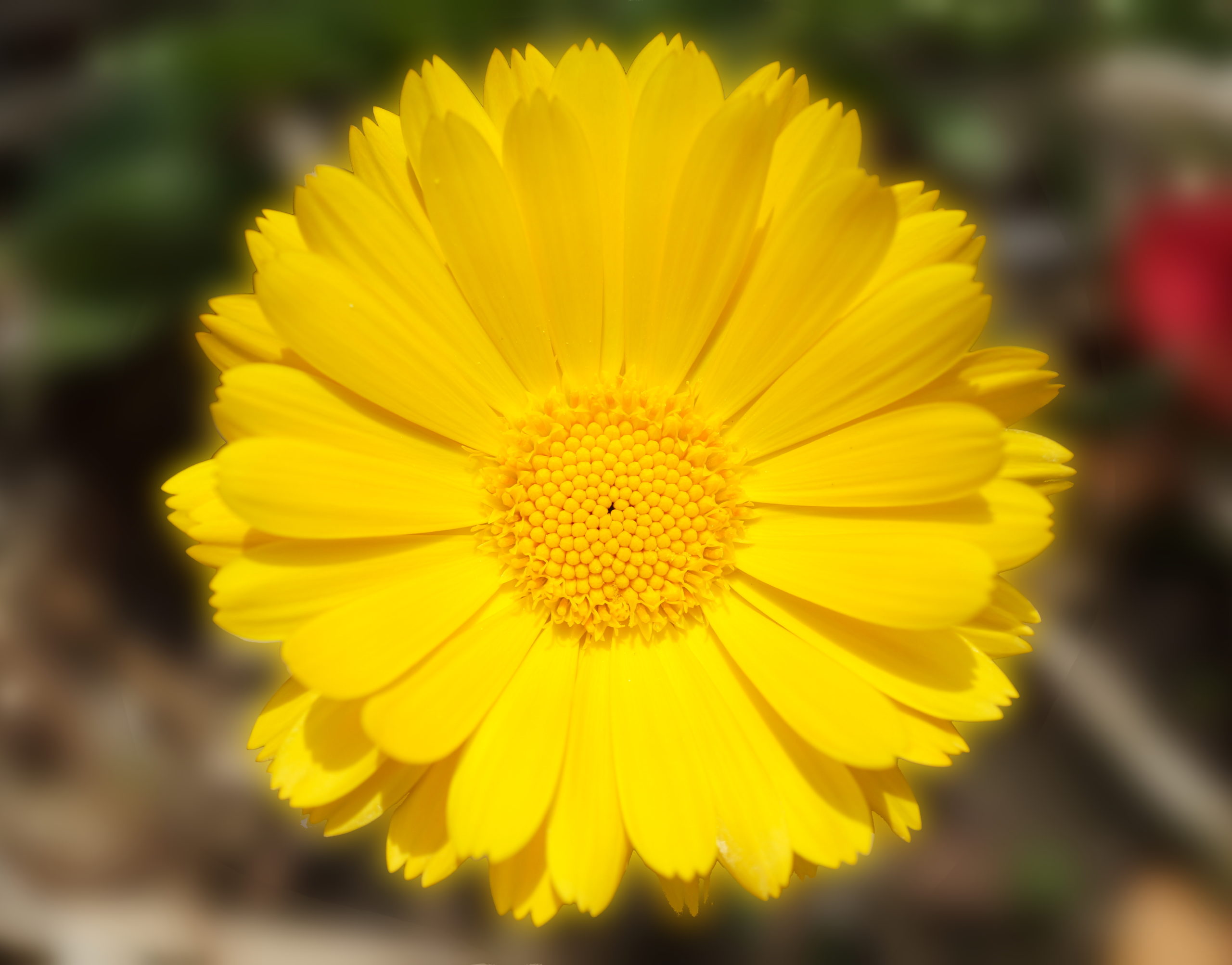 Jaune soleil à l’Île Grande – Blog Le rire de l'arc-en-ciel